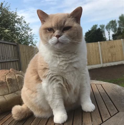 A Recent Dna Test Revealed That Honey Is 100 Git Scrolller