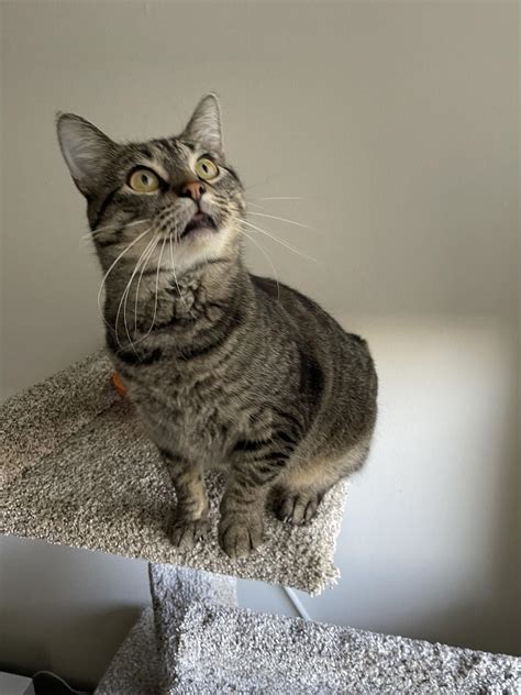 A Photo Of My Cat Bubba Everyday Album On Imgur