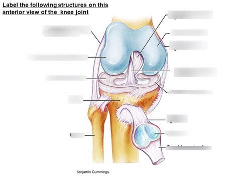 Anatomy Lab Knee Joint Part 2 Diagram Quizlet