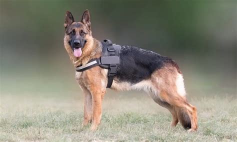 How Much Does A Full Grown German Shepherd Weight