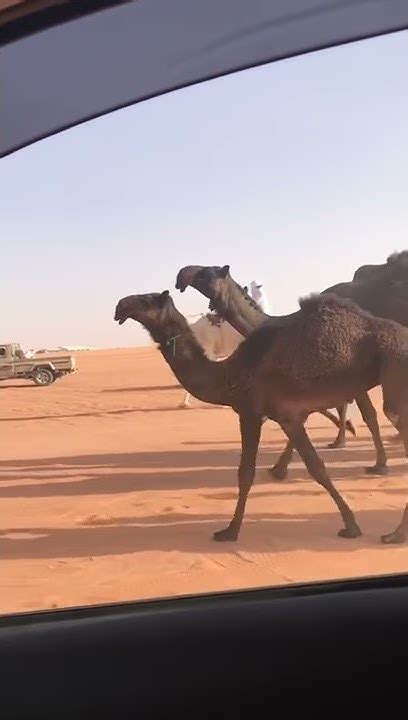 🔥الشيخه و وعد🔥للمالكسيف بن محسن بن حفيظ المزروعي⚡️ Youtube