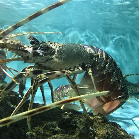 Da Giancarlo Da Giancarlo Ristorante • Threads Say More