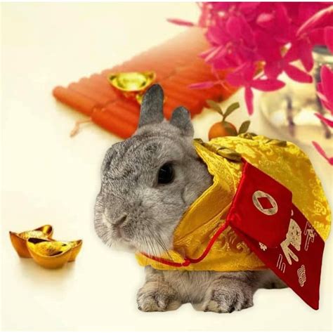 Furmily毛呸寵物 寵物過年披風 兔子天天批風 新年過年 拜年貓咪狗狗喜慶小紅包 披風斗篷唐裝新年衣服 蝦皮購物