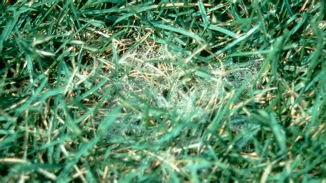 Pythium Blight Control Turf Disease Management Syngenta Australia
