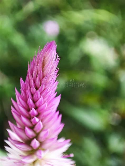 Cockscomb Stock Image Image Of Grass Herb Leaf Pink 257946517