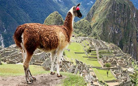 ANPP Animales y Plantas de Perú Llama Lama Glama