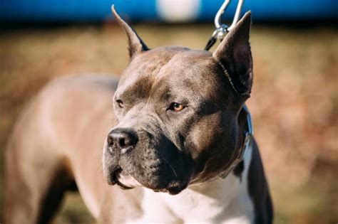 Races De Chiens Qui Font Peur