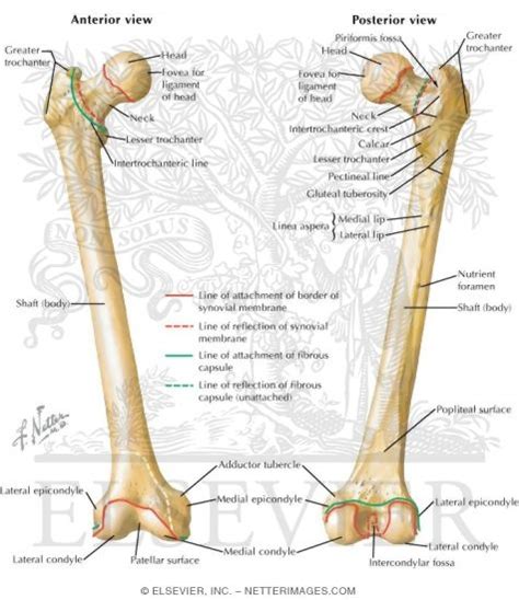 Femur Anatomy Netter