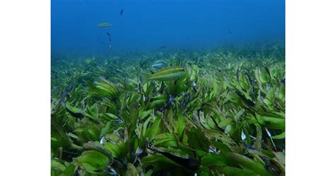 Pew Among Organizations Making Expansive Commitment To Map Indian Ocean