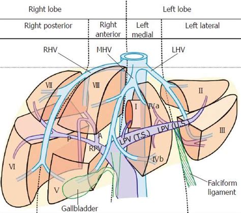 Liver Segments Anatomy Blank Worksheet