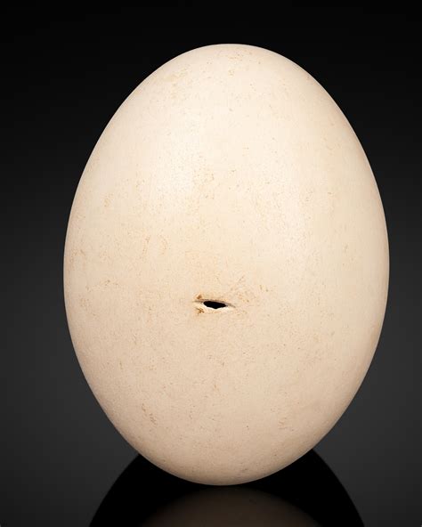 Elephant Bird Egg Size Egg Size Comparison To Scale Extinct Elephant