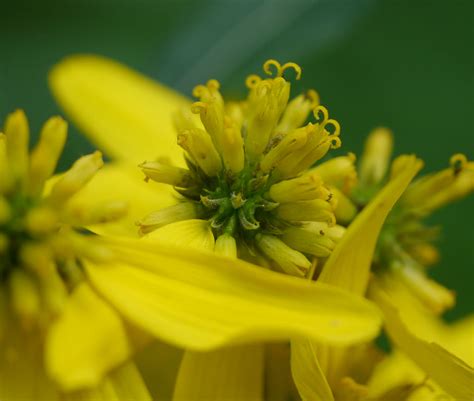 Wingstem Verbesina Alternifolia Identify That Plant