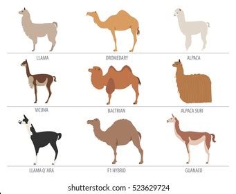 Camel Llama Guanaco Alpaca Breeds Icon Stock Vector Royalty Free