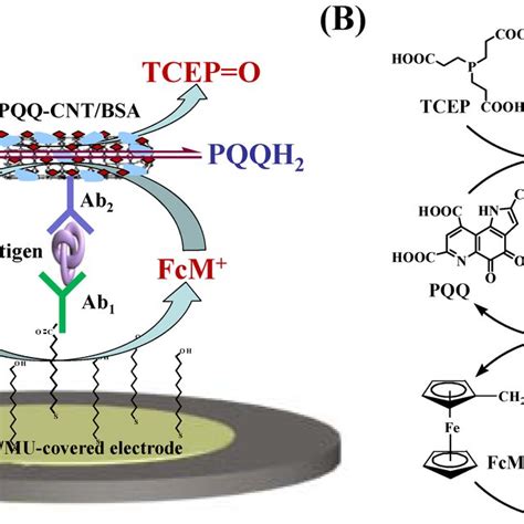 A Scheme Representation Of The Electrochemical Immunosensor With