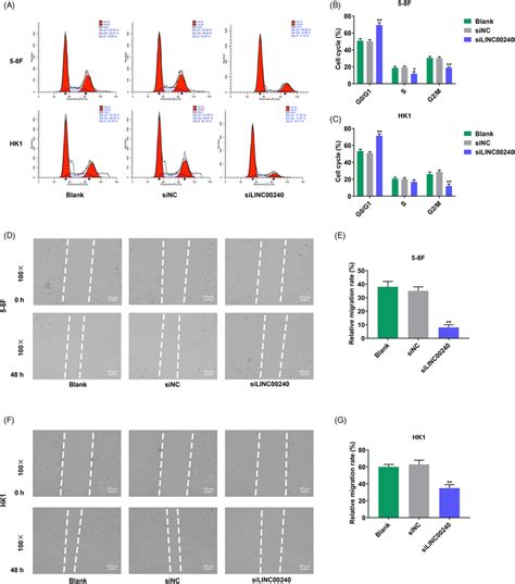 Linc00240 Knockdown Promoted Cell Cycle Arrest At The G0g1 Phase While