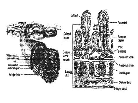 Jaringan Epitelium Ppt