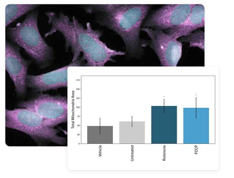 R2g Mitochondrial Health Assay Services