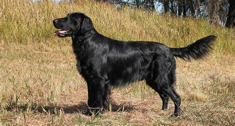 Adorable Black Labrador Retriever Images L2sanpiero