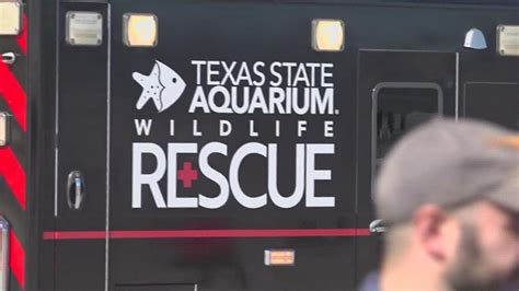 Loggerhead Sea Turtles Back In Gulf Of Mexico After Rare November
