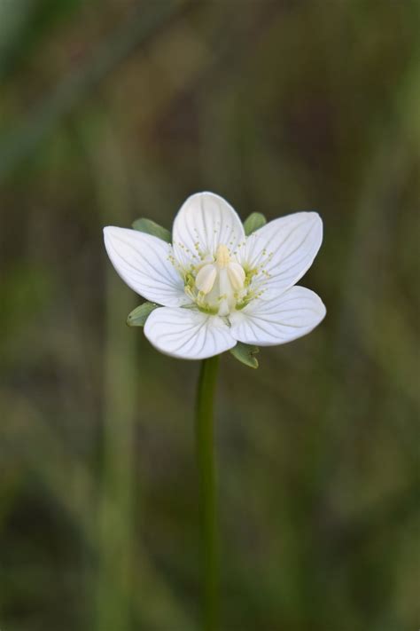 Alberta Wetlands From Classification To Policy — Wetland Policy