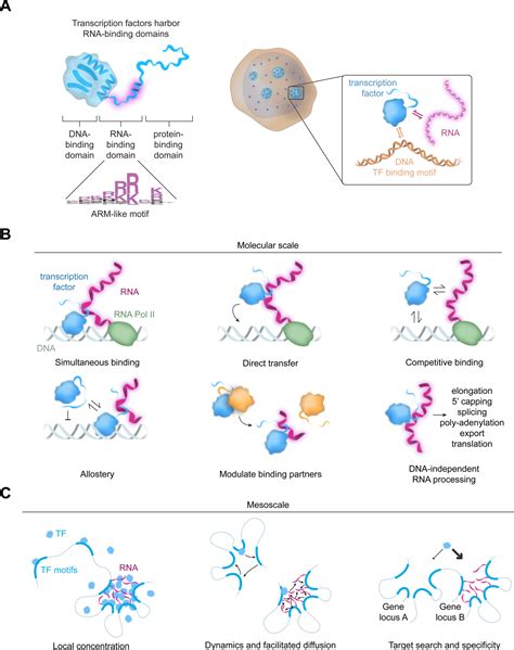 Transcription Factors Interact With Rna To Regulate Genes Pubmed