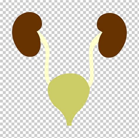 Excretory System Brainpop Reproductive System Human Blue Red Mix
