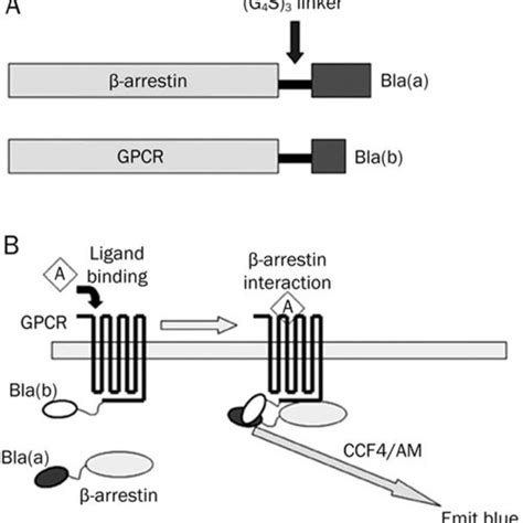 Positive hits validation A Repeat of the receptor β arrestin