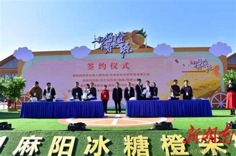 麻阳冰糖橙开摘 采摘季启动仪式现场签订单9万吨 今日要闻 湖南日报网 华声在线