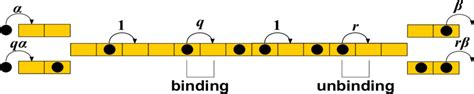 schematic view of the tasep model for interacting molecular motors