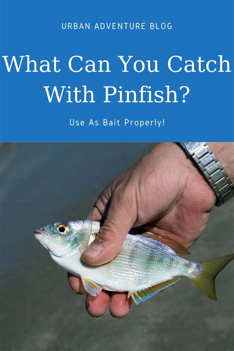 What Can You Catch With Pinfish Use As Bait Properly Consejos De Pesca Pesca