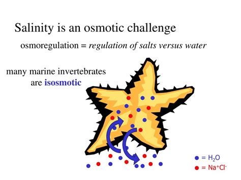 Ppt Levels Of Biological Organization Powerpoint Presentation Free Download Id765400