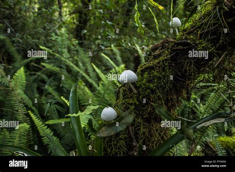 Fungi After A Rainy Day In The Atlantic Forest Stock Photo Alamy