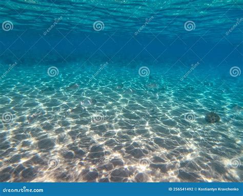 Cardume De Sargos Ou De Goraz Branco Nadando No Recife De Coral No Egito Do Mar Vermelho Foto De