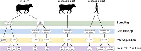 rapid amelogenin sex estimation of human and cattle remains using