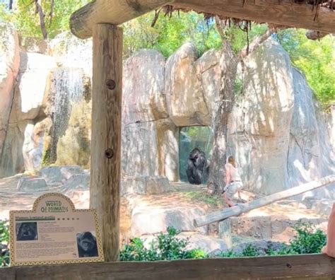 Vídeo aterrorizante mostra tratadores sendo perseguidos por gorila em
