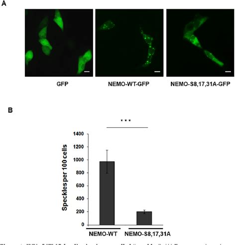 Figure 1 From Ikkγnemo Localization Into Multivesicular Bodies Semantic Scholar