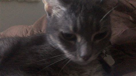 Anyone Else Got A Very “licky” Cat 😆♥️ Rcats