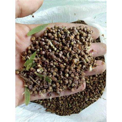 Jual ONS BENIH BIJI POHON KAYU PUTIH Shopee Indonesia