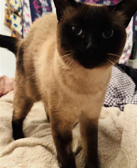 Before And After Fip Treatment We Are Cured Rcats