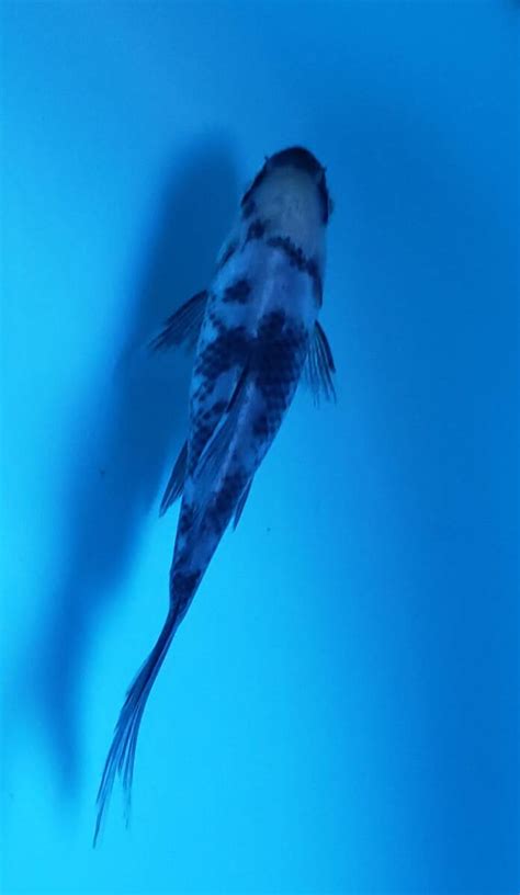 Yahooオークション 白黒朱文金11㎝