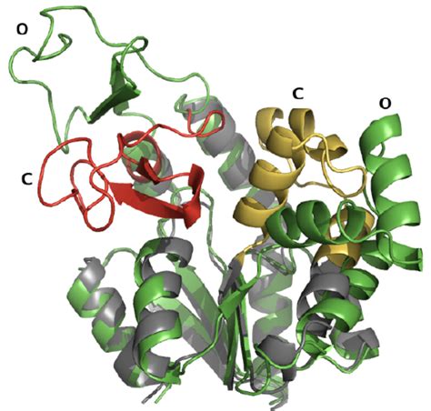 Figure M1 Ribbon Diagram Open And Closed Forms Of The Adenylate Kinase Download Scientific