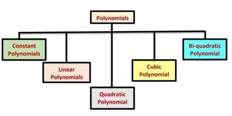 Prepare A Chart On Polynomials And It‟s Classification Size Of Chart