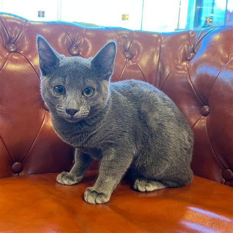 대전강아지분양 아비시니안 아메리칸숏헤어분양 시츄분양 강아지파양 푸들종류 먼치킨고양이입양 부산강아지무료분양 복돌이 강아지무료분양 고양이무료분양 도그마루 보호소 유기견