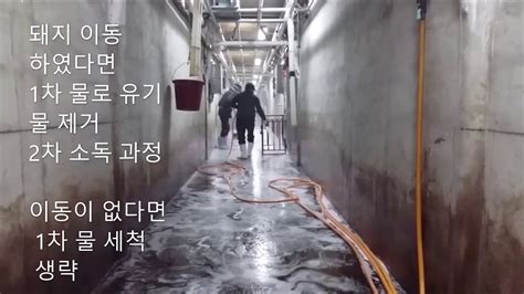 돈사 내외 방역 Youtube