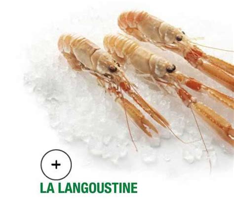 Promo La Langoustine Chez Promocash Icatalogue Fr