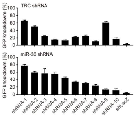 一种基于miR 302d骨架的高效率shRNA表达载体及其制备和应用