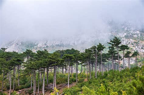 산비탈의 녹색 소나무 숲 구름 에 숨겨진 숲이 우거진 슬로프와 봉우리높은 바위 산 0명에 대한 스톡 사진 및 기타 이미지 0