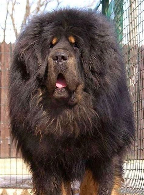 全球最丑的10大獒犬品种 让女孩最讨厌而男孩却很喜欢图藏獒獒犬獒新浪新闻