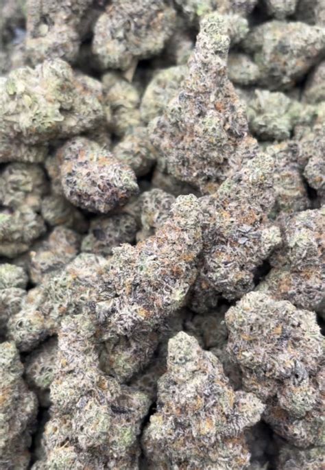 Zonuts Pack Trapper