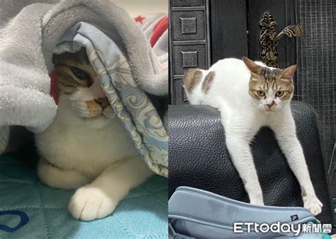 半夜餘震嚇壞貓！主人找嘸毛孩回房驚見棉被下「會呼吸的腳」 Ettoday寵物雲 Ettoday新聞雲